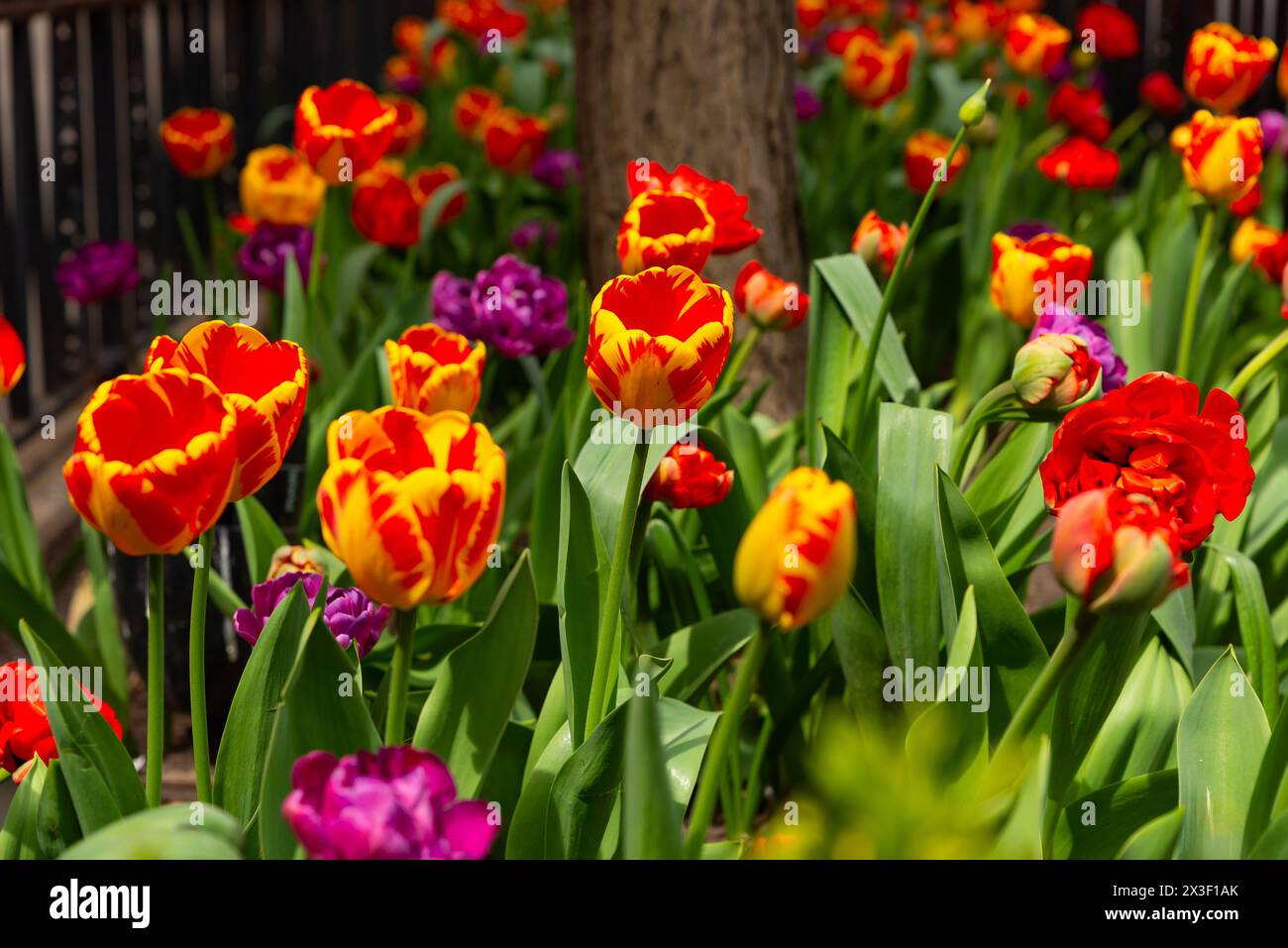 Beautiful tulips blooming on the Magnificent Mile in downtown Chicago ...