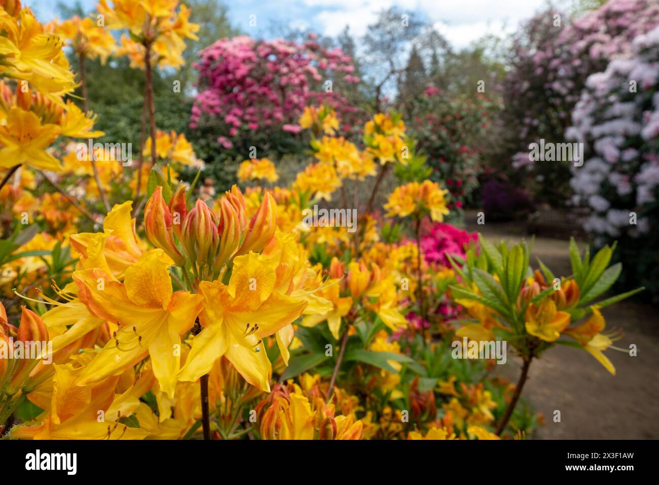 Layers of colour in springtime: brightly coloured rhododendron flowers ...