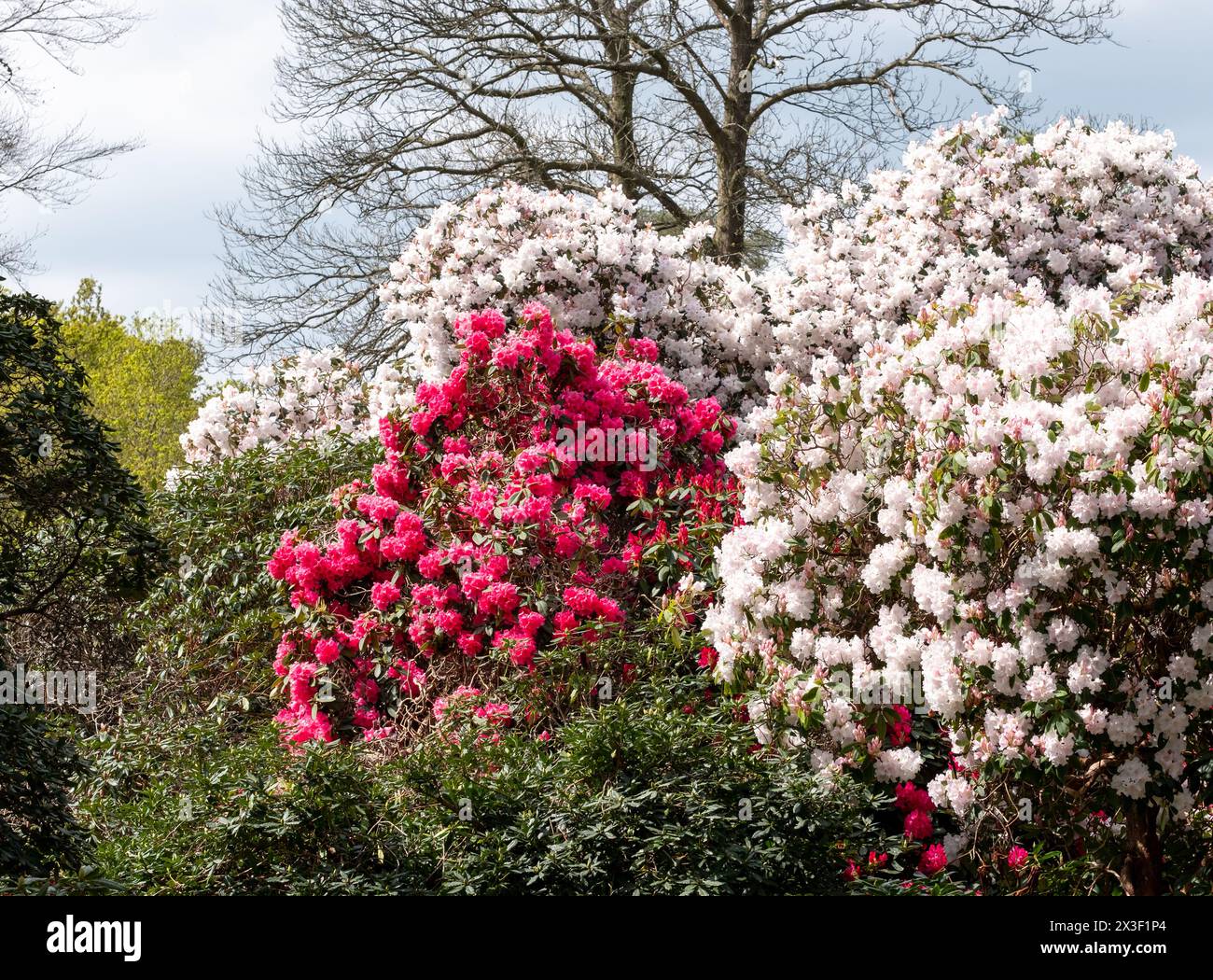 Layers of colour in springtime: brightly coloured rhododendron flowers ...
