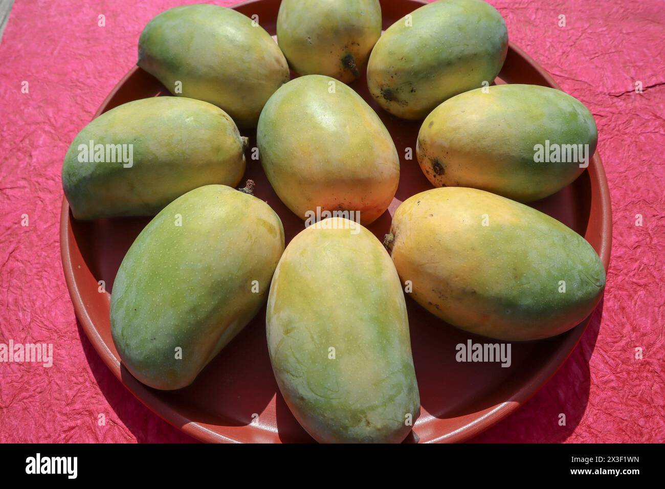 Delicious Mango fruits arrange on plate, King of fruits Mango Kesar ...