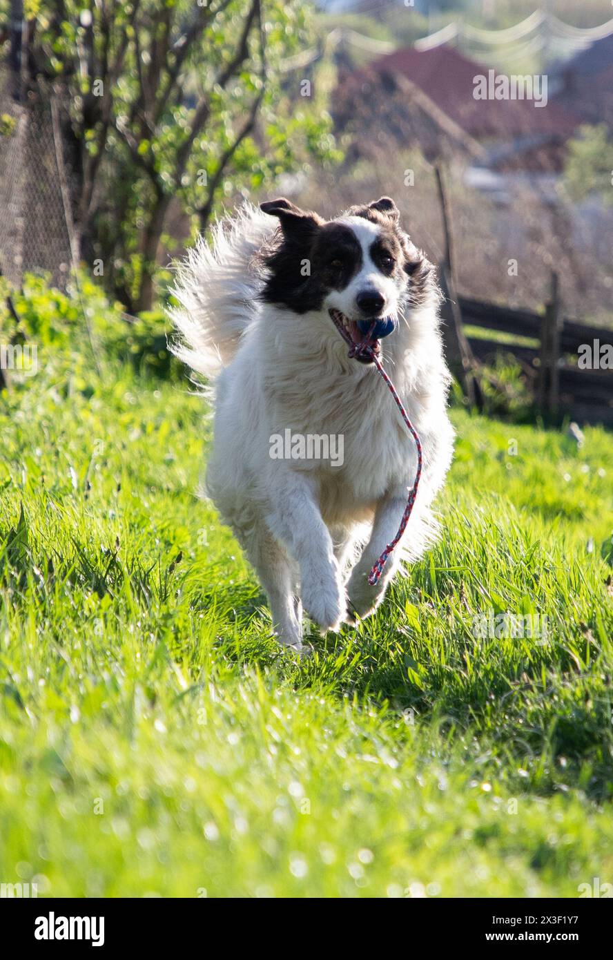cute white shepherd dog playing in nature Stock Photo - Alamy