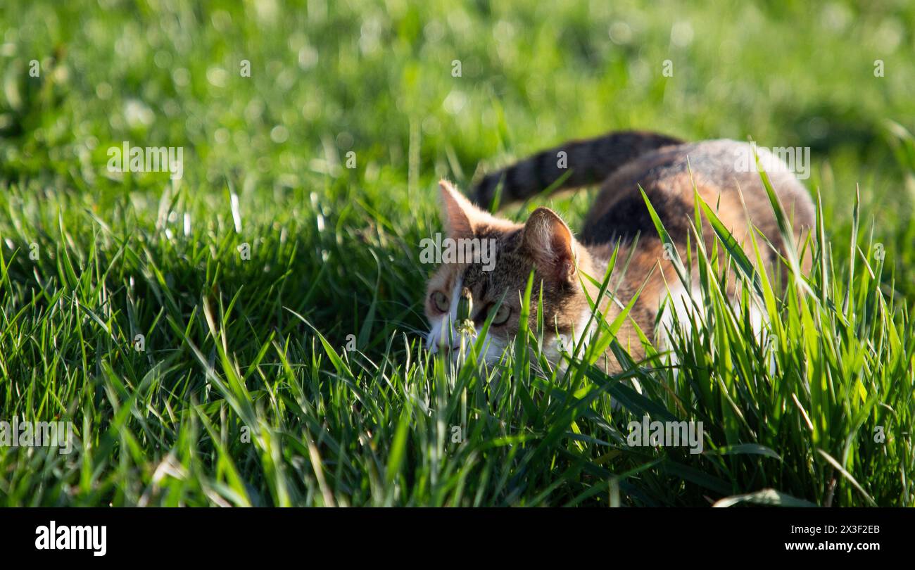 cute little cat in nature Stock Photo - Alamy