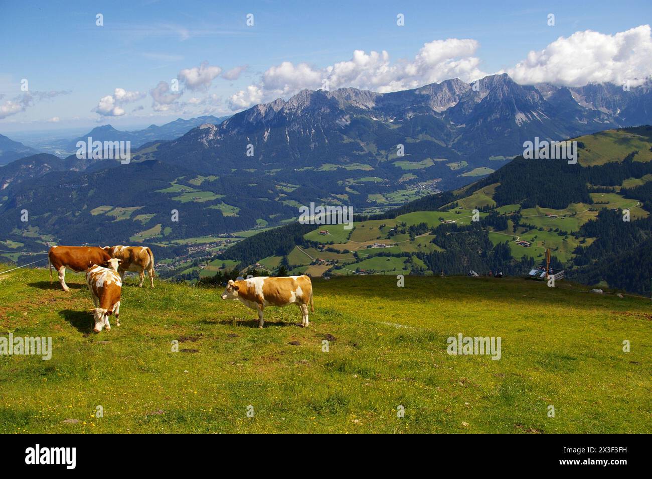 Beautiful alpine mountain scenery with a group of Austrian Cows Stock ...