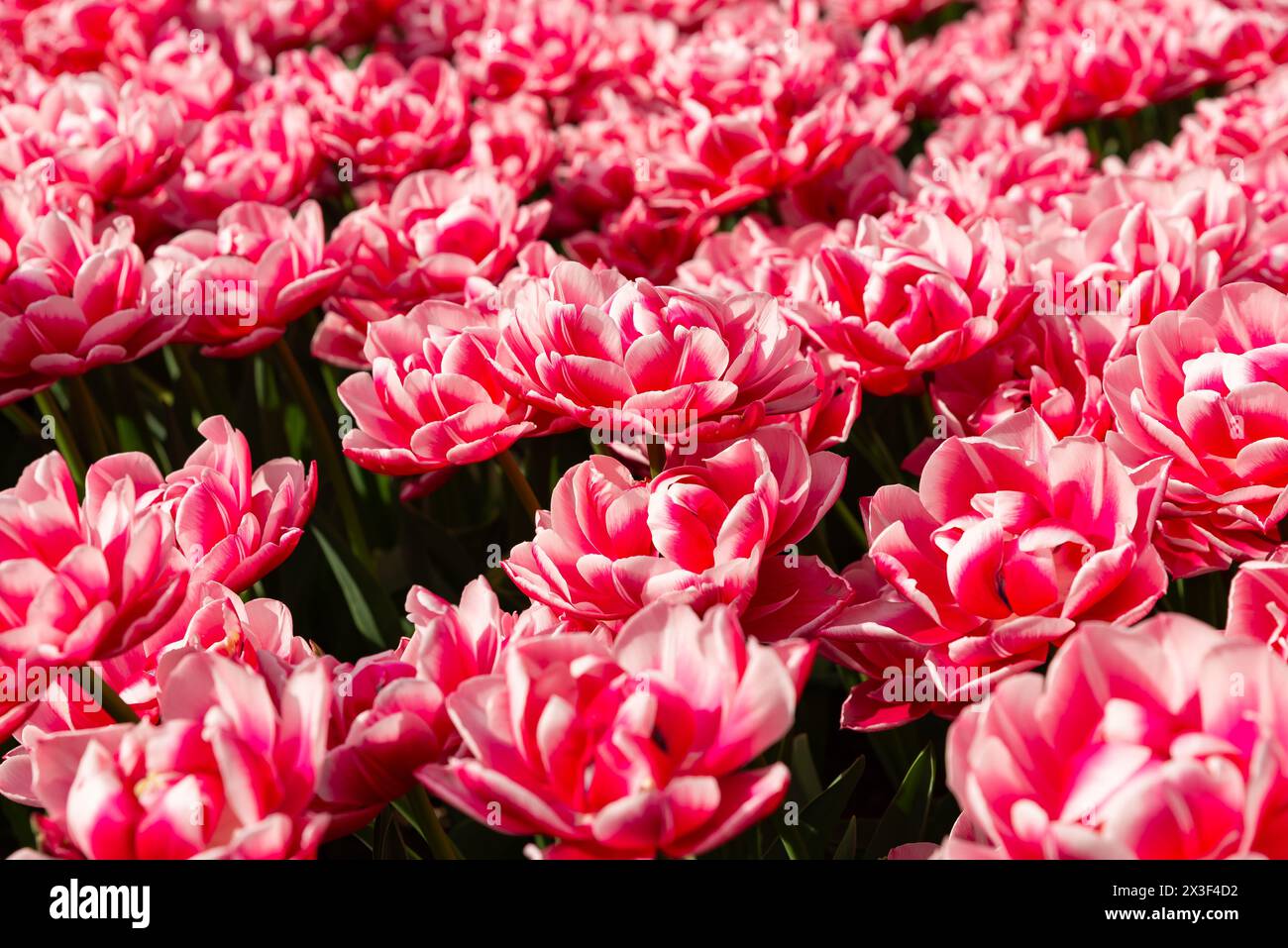 Beautiful flowers blooming on the Magnificent Mile in downtown Chicago ...