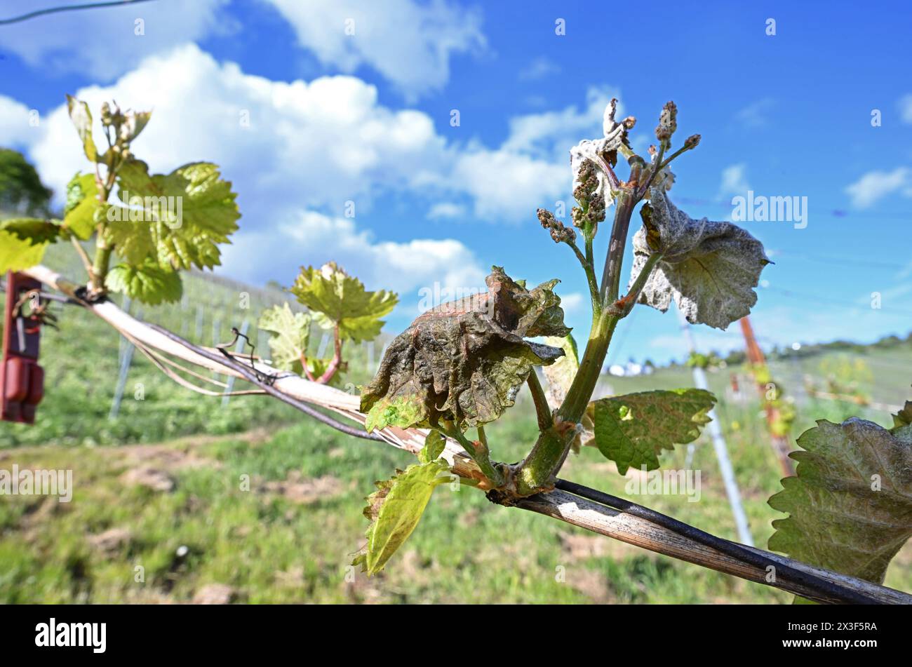 Vine leaves damaged frost hi-res stock photography and images - Alamy