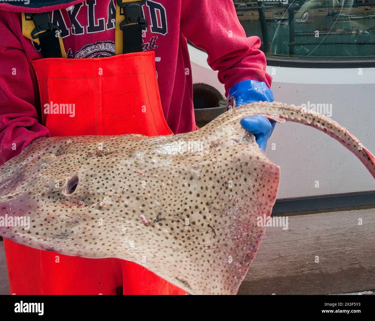Spotted Ray, (Skate Family) just landed at Old Smeaton's pier, St Ives ...