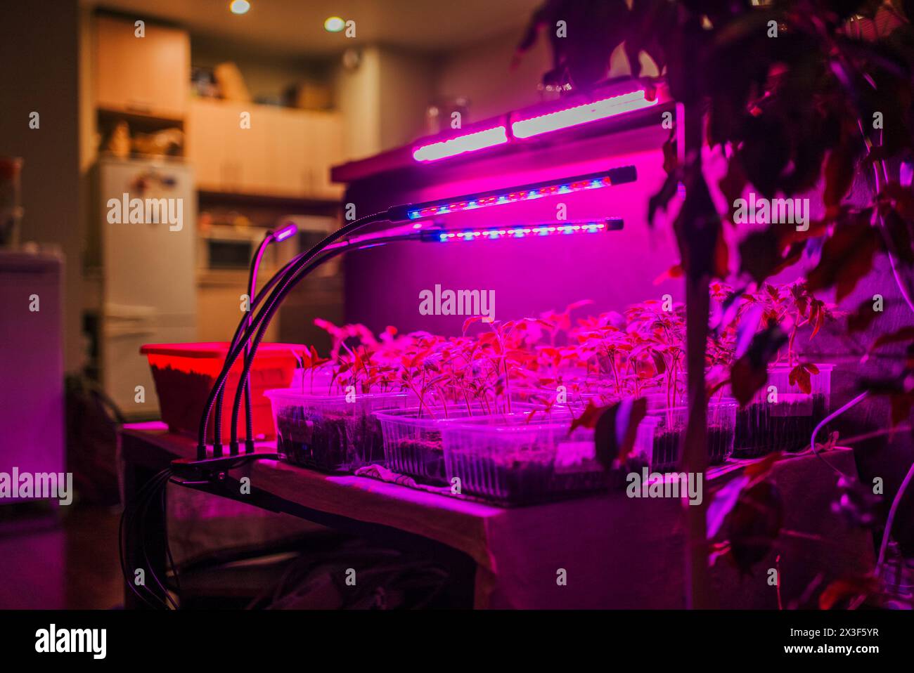 Array of plant seedlings flourish under the glow of LED grow lights in ...