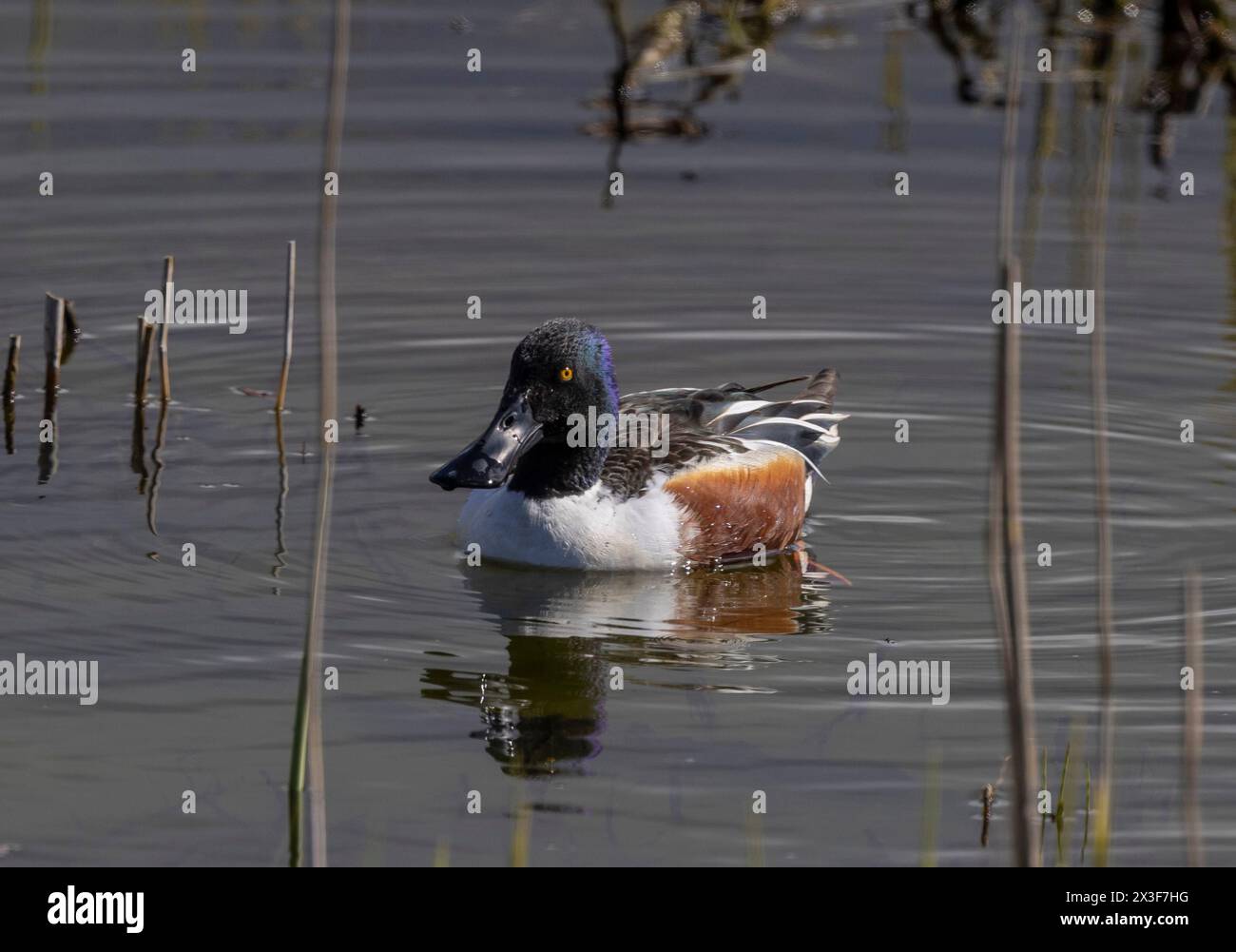 Shoveller duck hi-res stock photography and images - Alamy