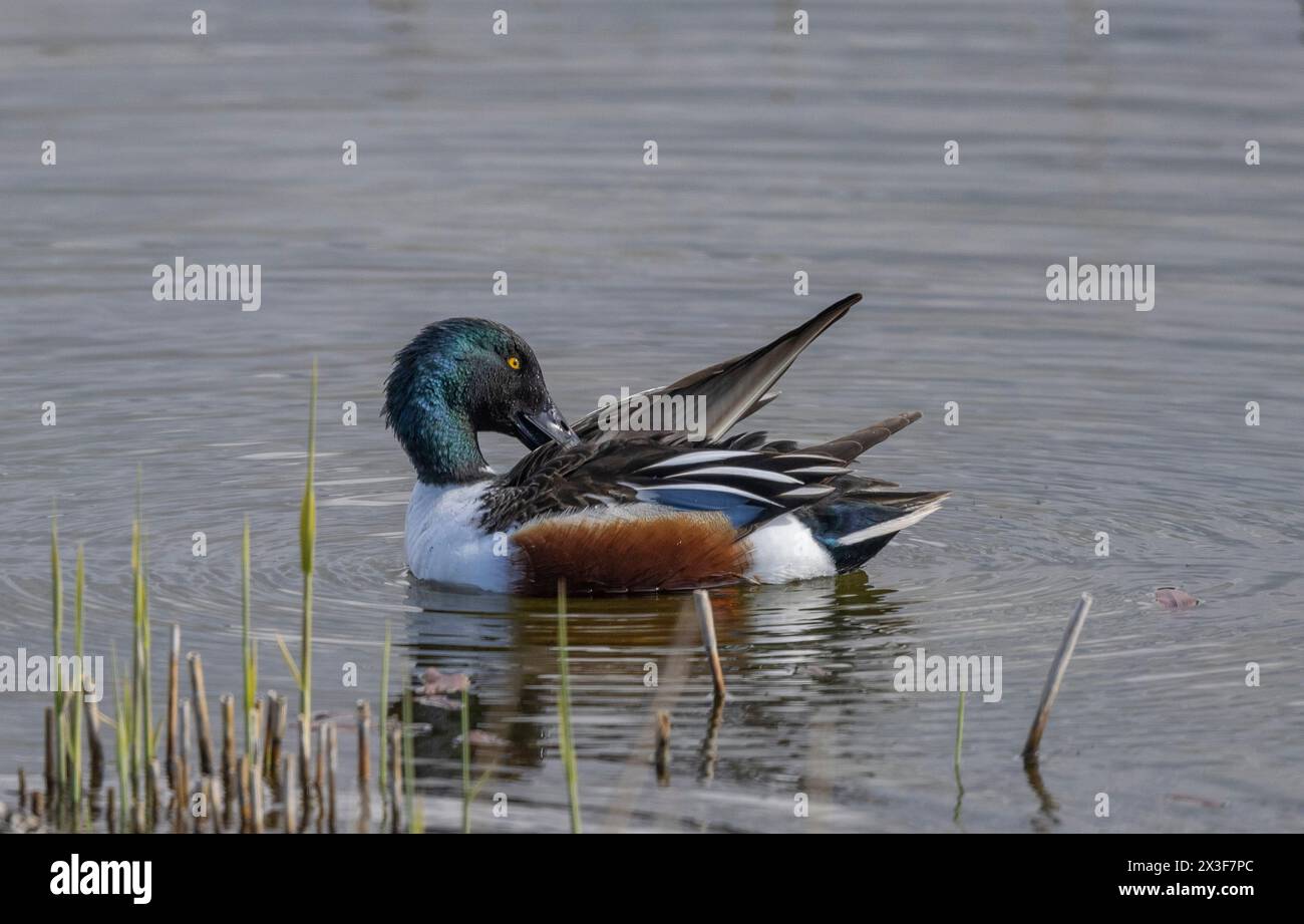 Male Shoveller duck, Orkney Stock Photo - Alamy