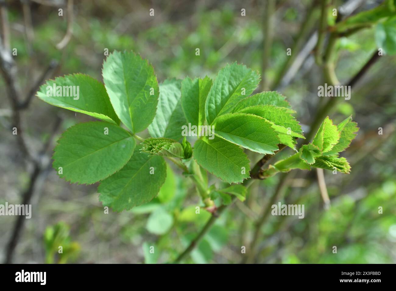 Green leaves in wind sway hi-res stock photography and images - Alamy