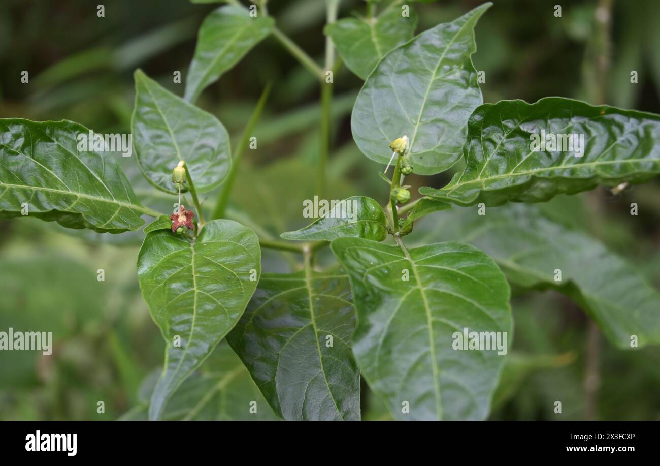 Remaining pistils hi-res stock photography and images - Alamy