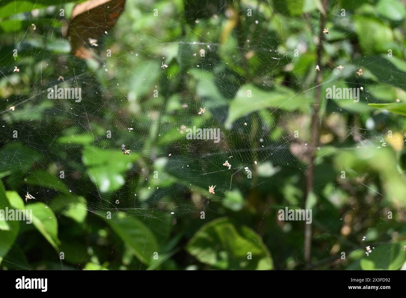 Dome shaped web hi-res stock photography and images - Alamy