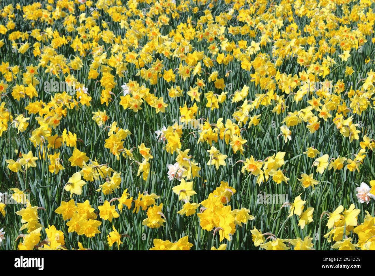 Mixed Daffodils (Narcissus spp Stock Photo - Alamy