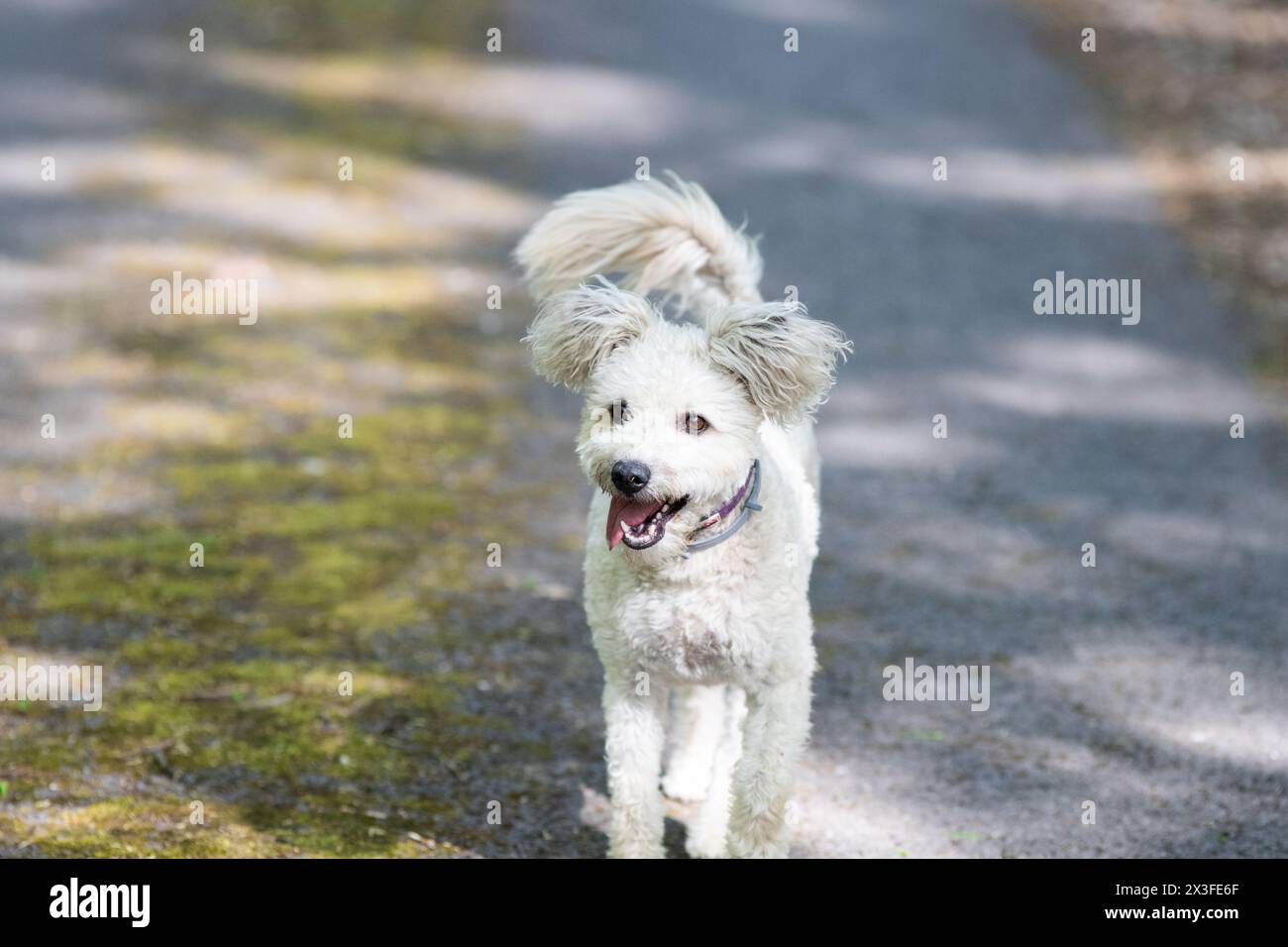 cute little pumi dog enjoying the outdoors Stock Photo - Alamy