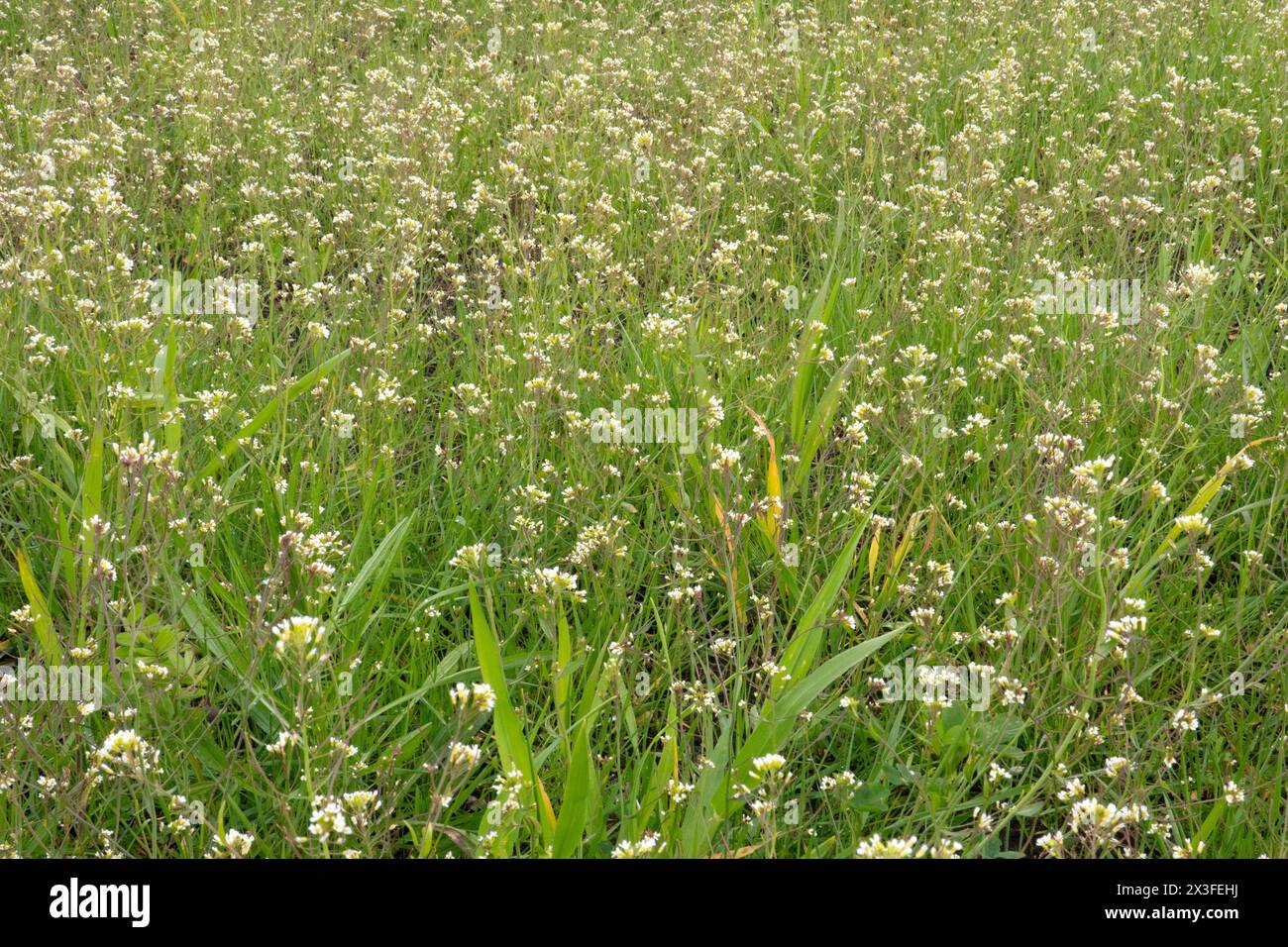 Large amount of Thale cress blooming in a meadow Stock Photo - Alamy