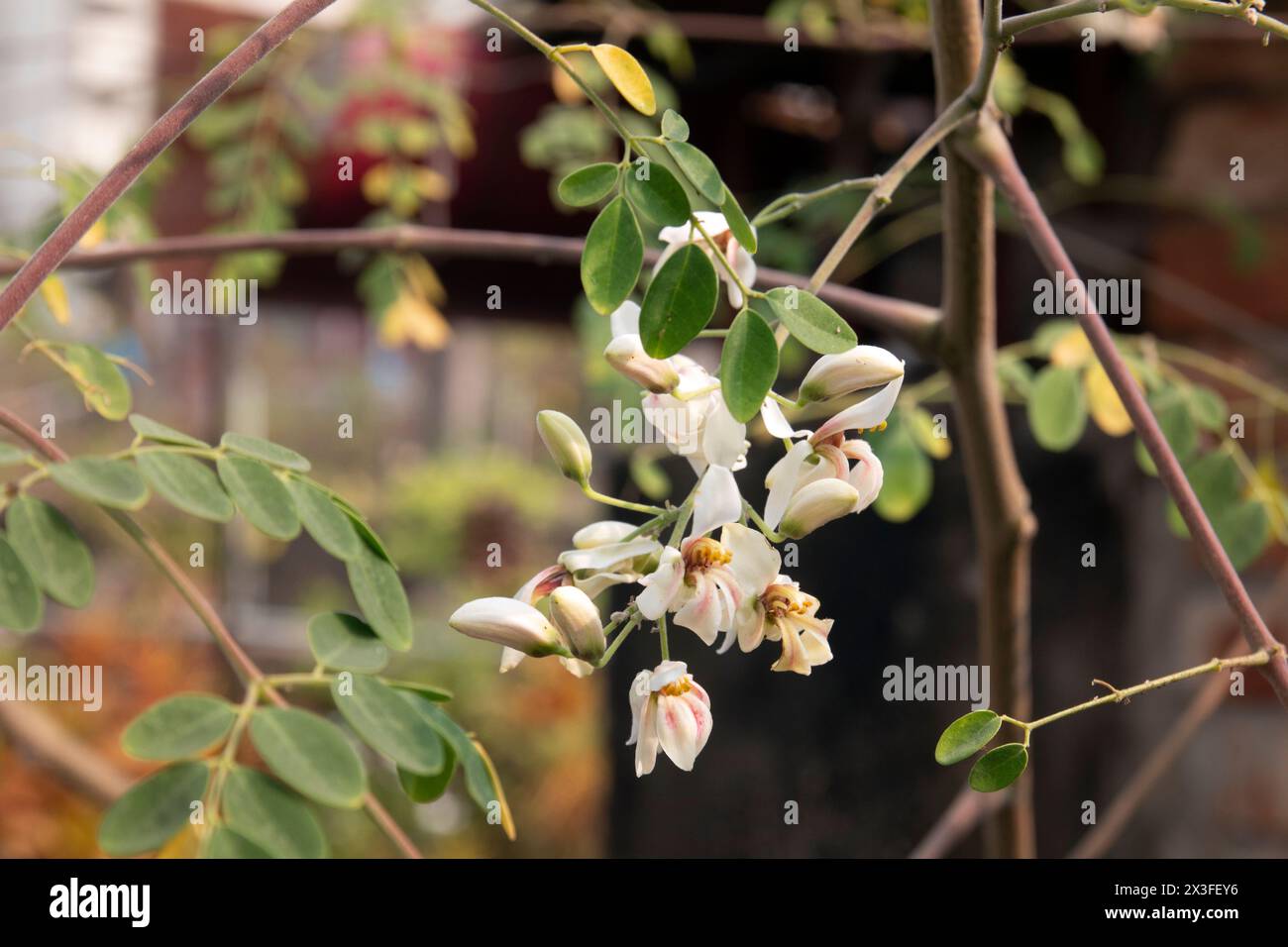 flower and young leaves og Fresh green medicinal Pods of Moringa ...