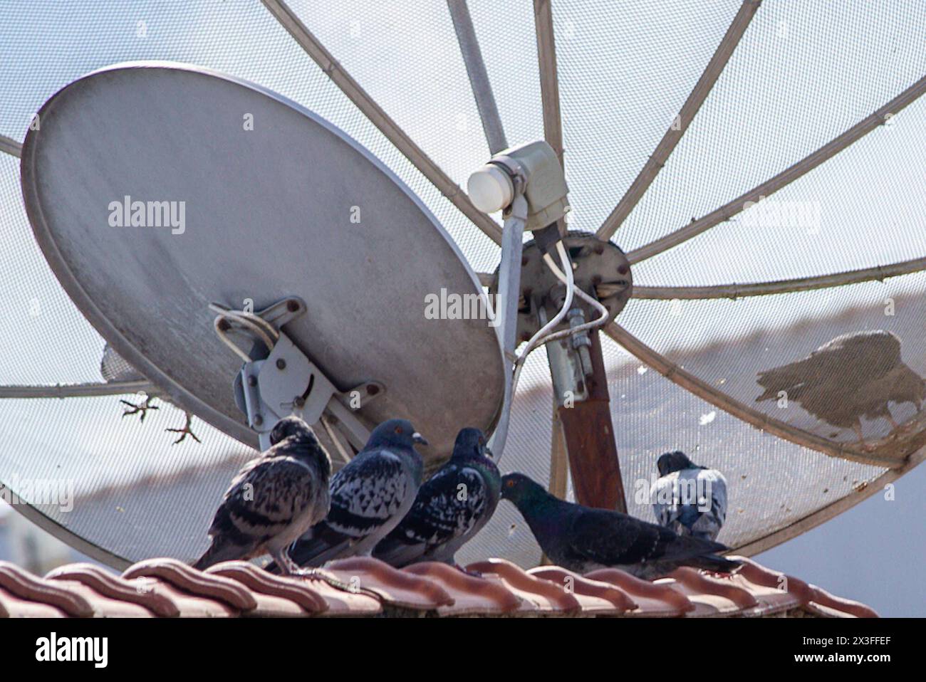 Pigeons - Scene of the day SAO PAULOSP, 04/26/2024 - PIGEONS/SCENE OF ...