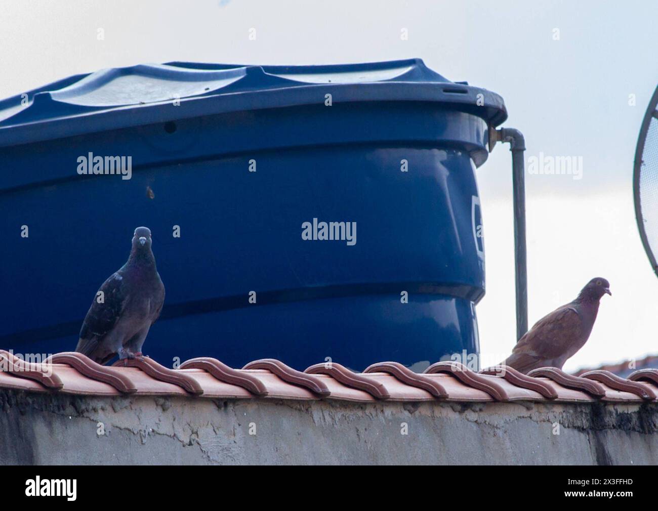 Tauben foto hi-res stock photography and images - Alamy