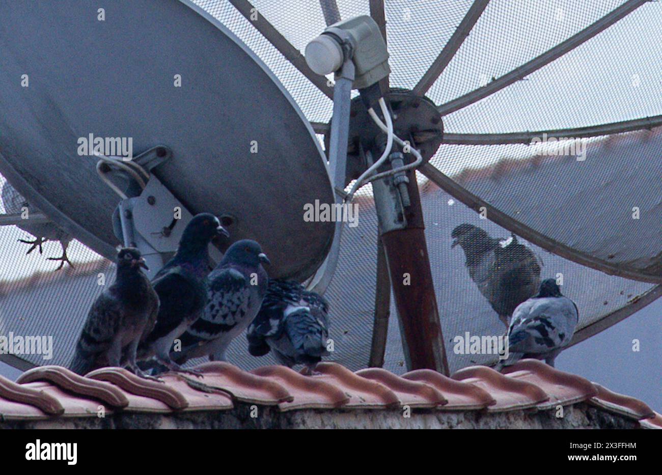 Pigeons - Scene of the day SAO PAULOSP, 04/26/2024 - PIGEONS/SCENE OF ...