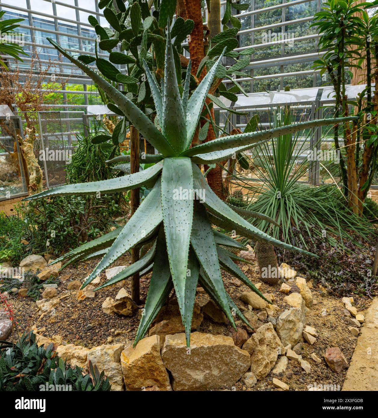 Aloe ferox hi-res stock photography and images - Alamy
