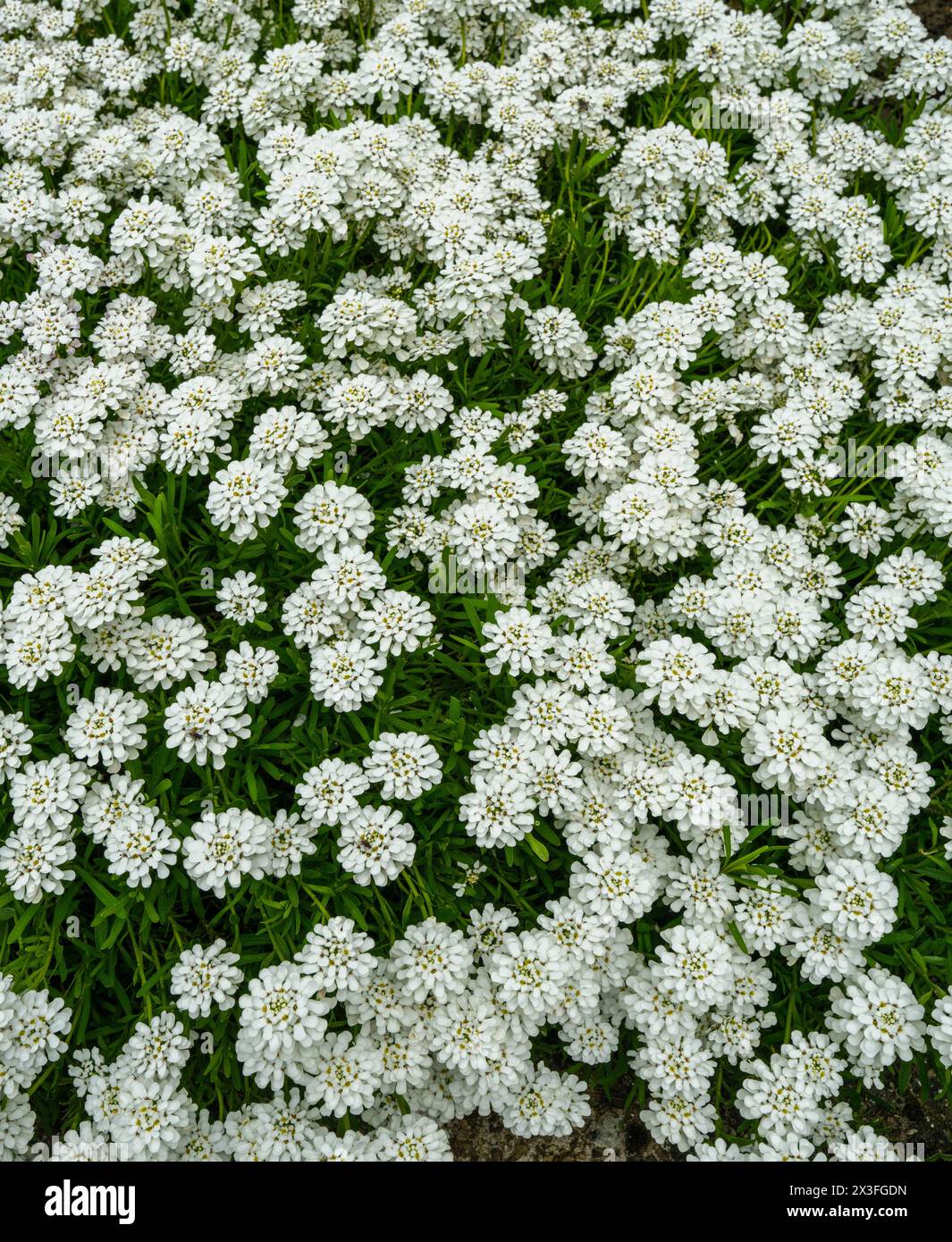 A planting of candy tuft, Iberis Sempervirens, in flower. Botanical ...