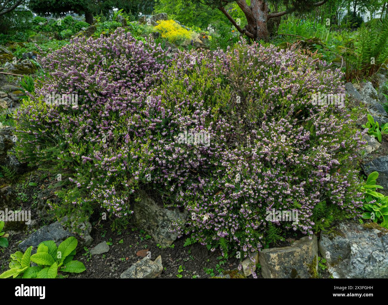 Erica. Heather or ling (Calluna vulgaris) is a small shrub native to ...