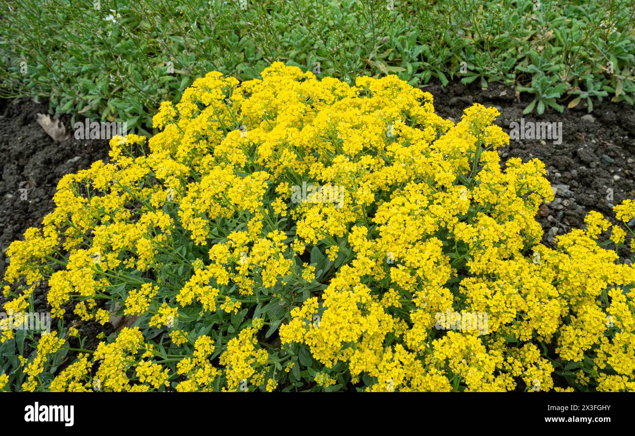 Basket-of-Gold Alyssum - Latin name - Aurinia saxatilis Compacta Stock ...