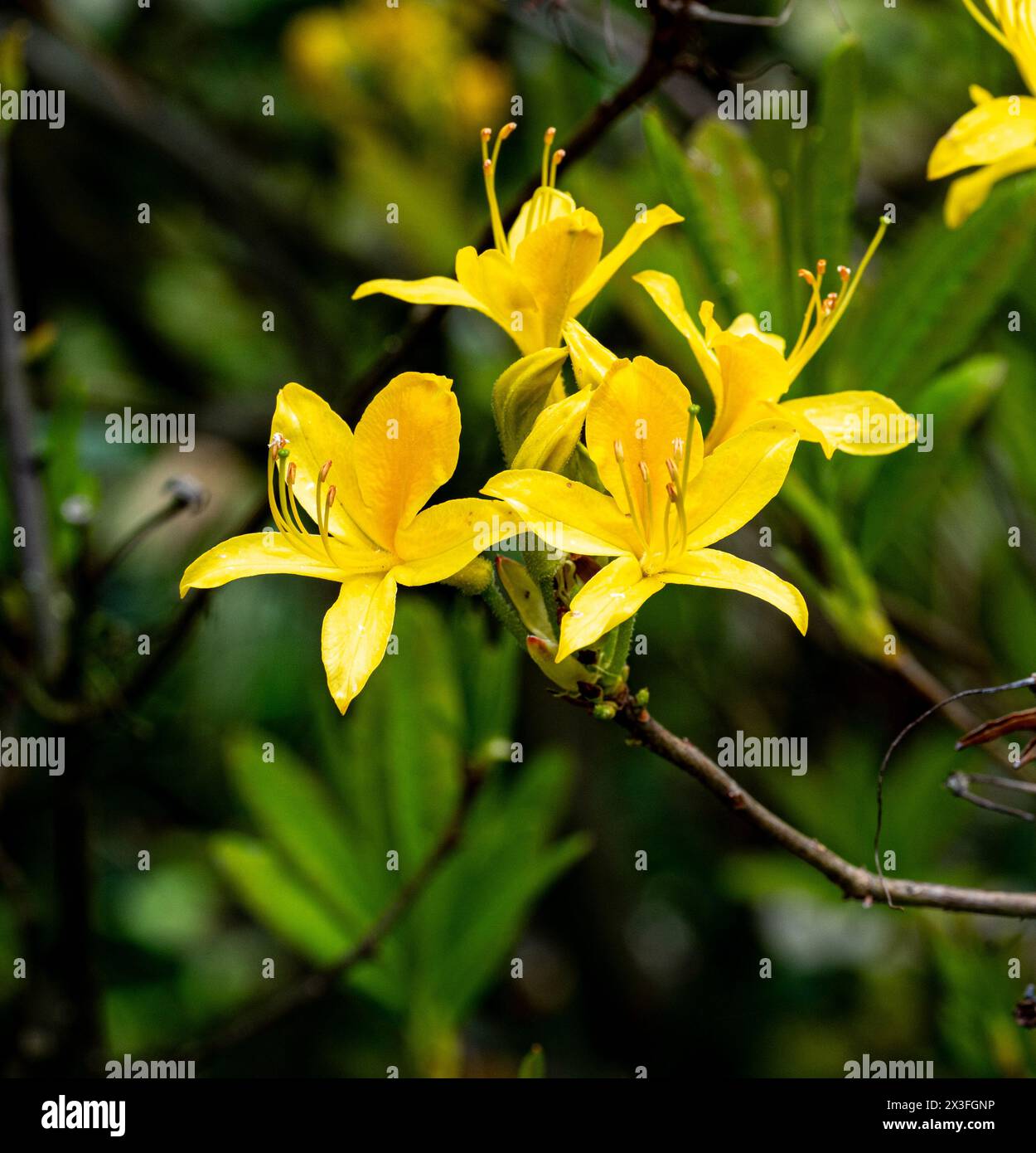 Yellow azalea flowers on branches of a tree blossoming in spring Stock ...