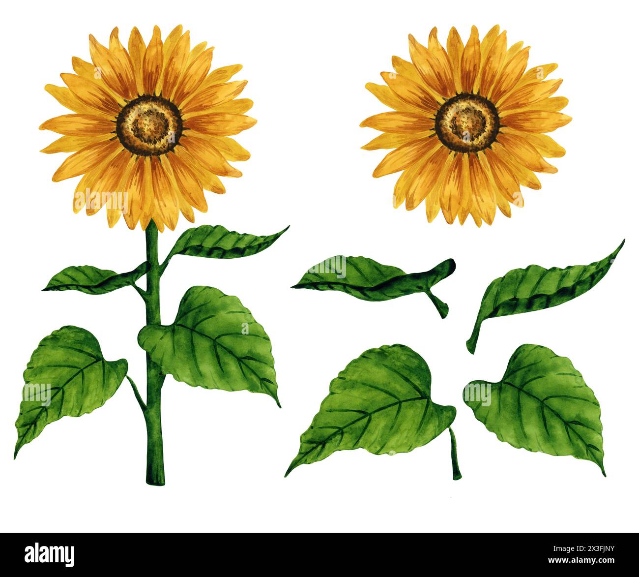 Bright watercolor sunflower, clipart set isolated on white background ...