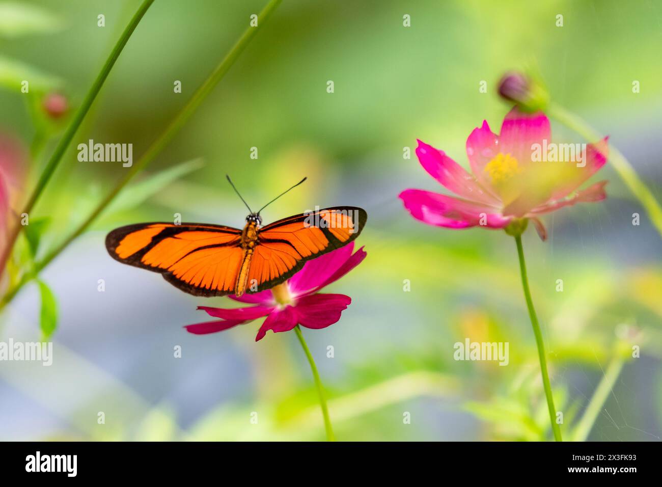 Orange, Flambeau butterfly resting on wild pink flower in rainforest of ...