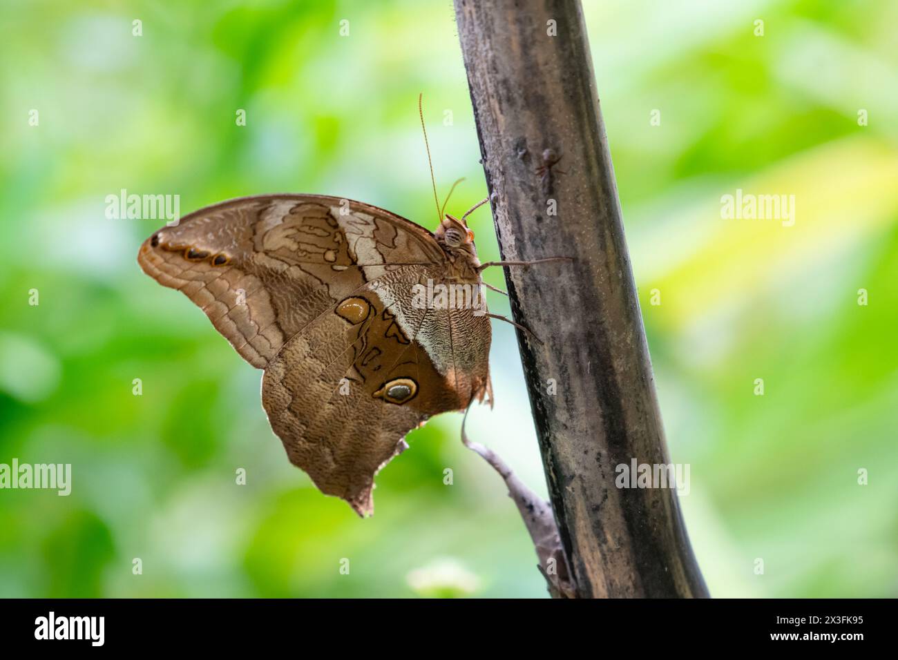 Tropical butterfly resting on a branch in the rainforest of Trinidad ...