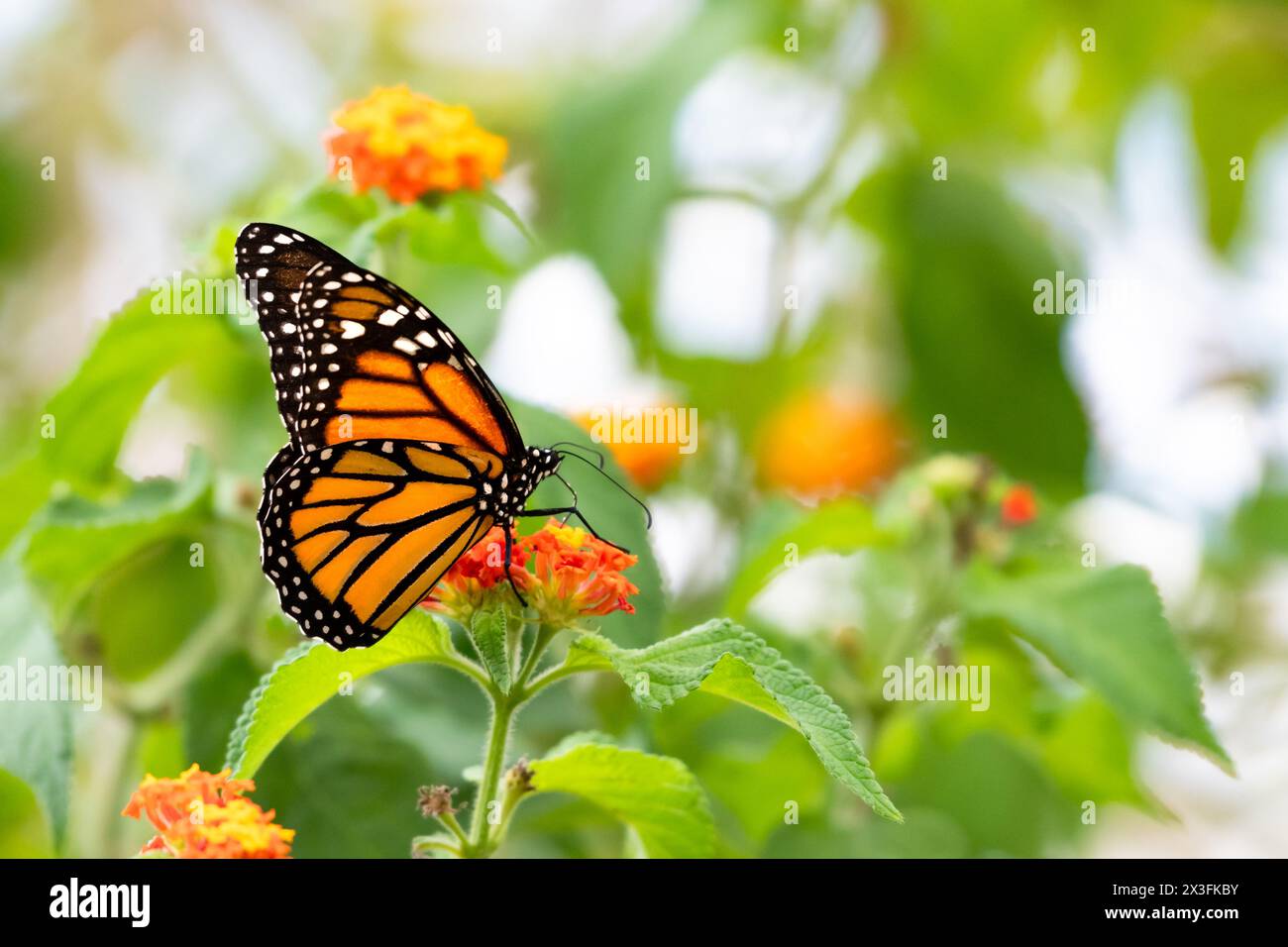 Monarch butterfly drinking nectar from an orange Lantana flower in a ...