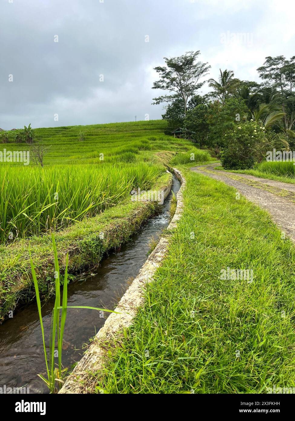 Subak water canal in green Jatiluwih rice terraces, Bali, Indonesia Stock Photo - Alamy
