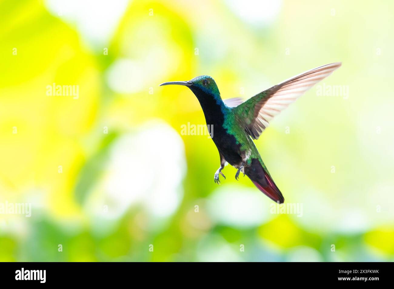 Black-throated Mango hummingbird, Anthracothorax nigricollis, flying in ...