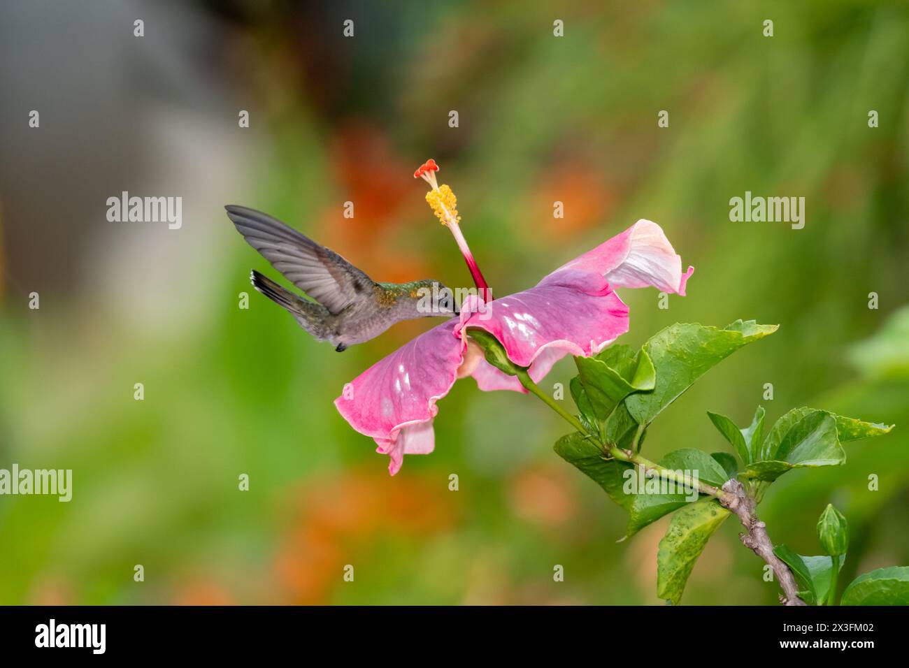Ruby Topaz hummingbird pollinating an exotic pink hibiscus flower Stock ...