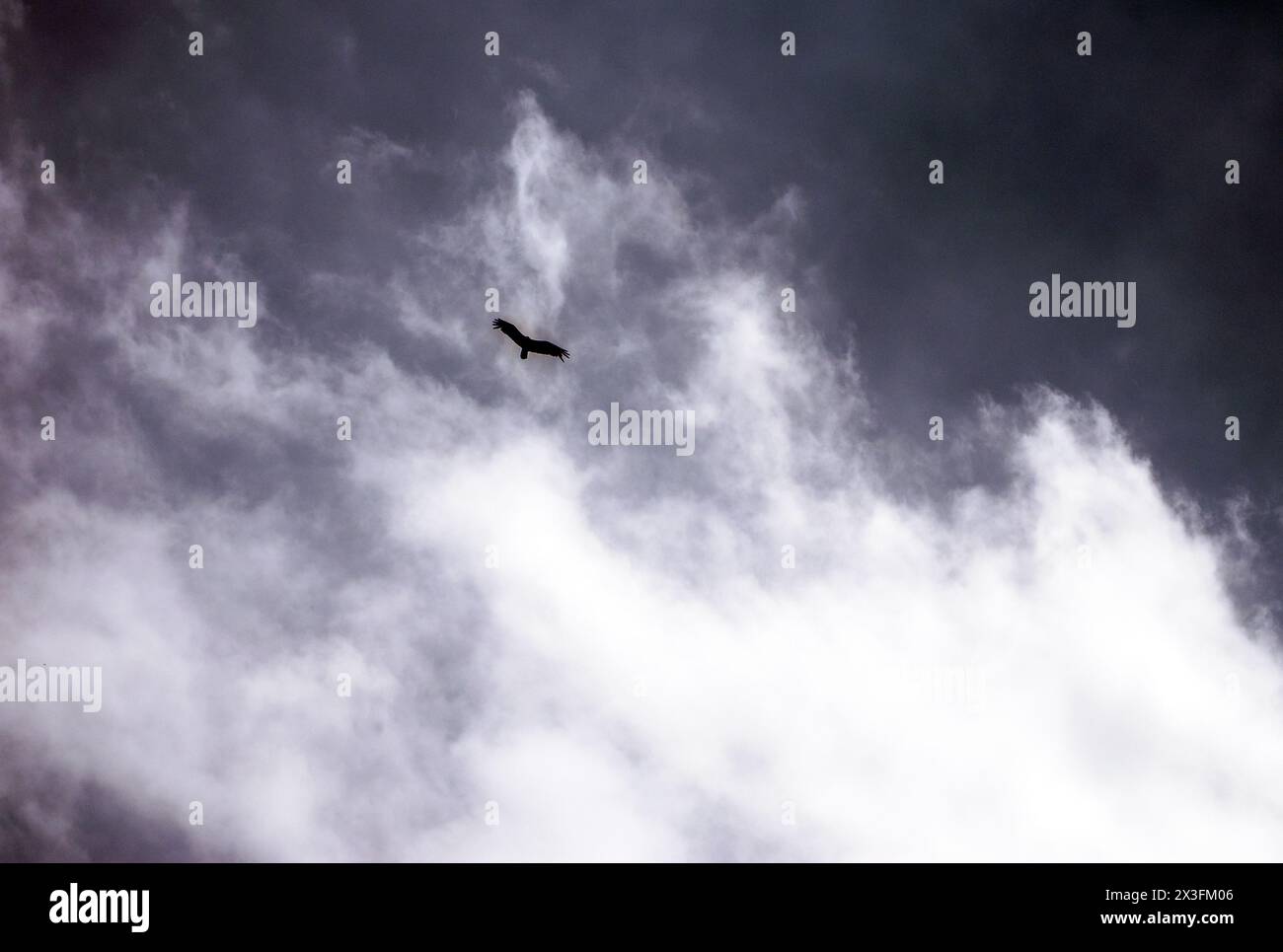 A large black vulture flying in the moody dark sky could be a warning ...