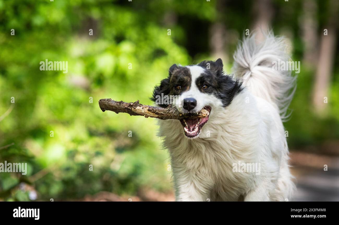 cute white shepherd dog playing in nature Stock Photo - Alamy