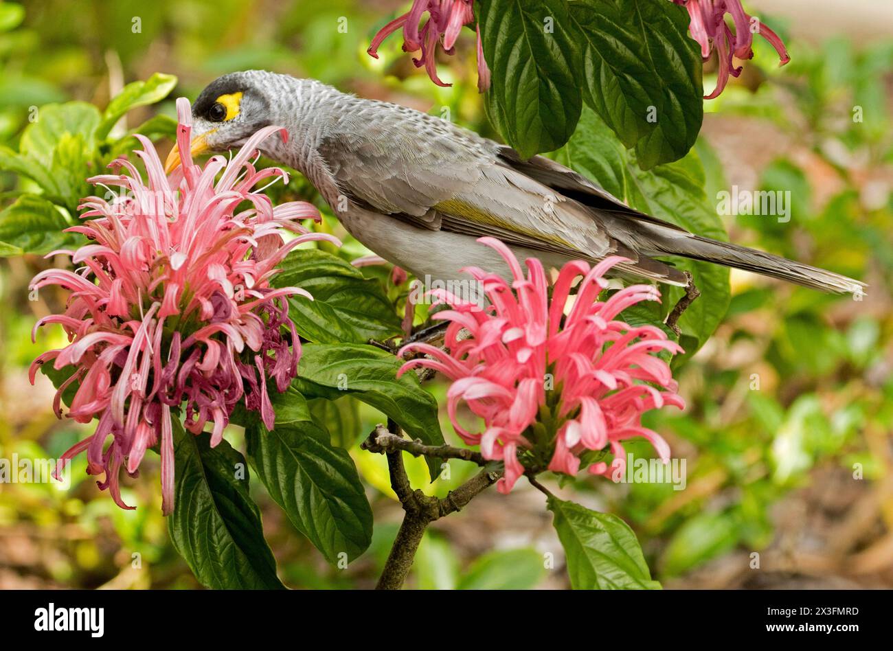 Noisy miner feeding on flowers of Justicea carnea at TQ cafe Stock ...