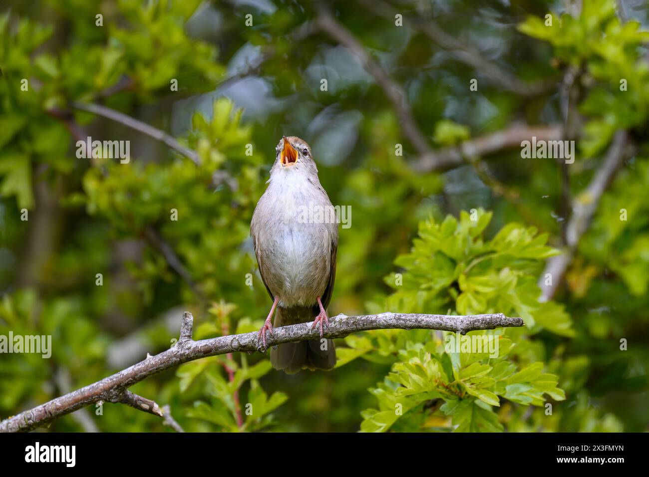 Cetti's warbler singing hi-res stock photography and images - Alamy