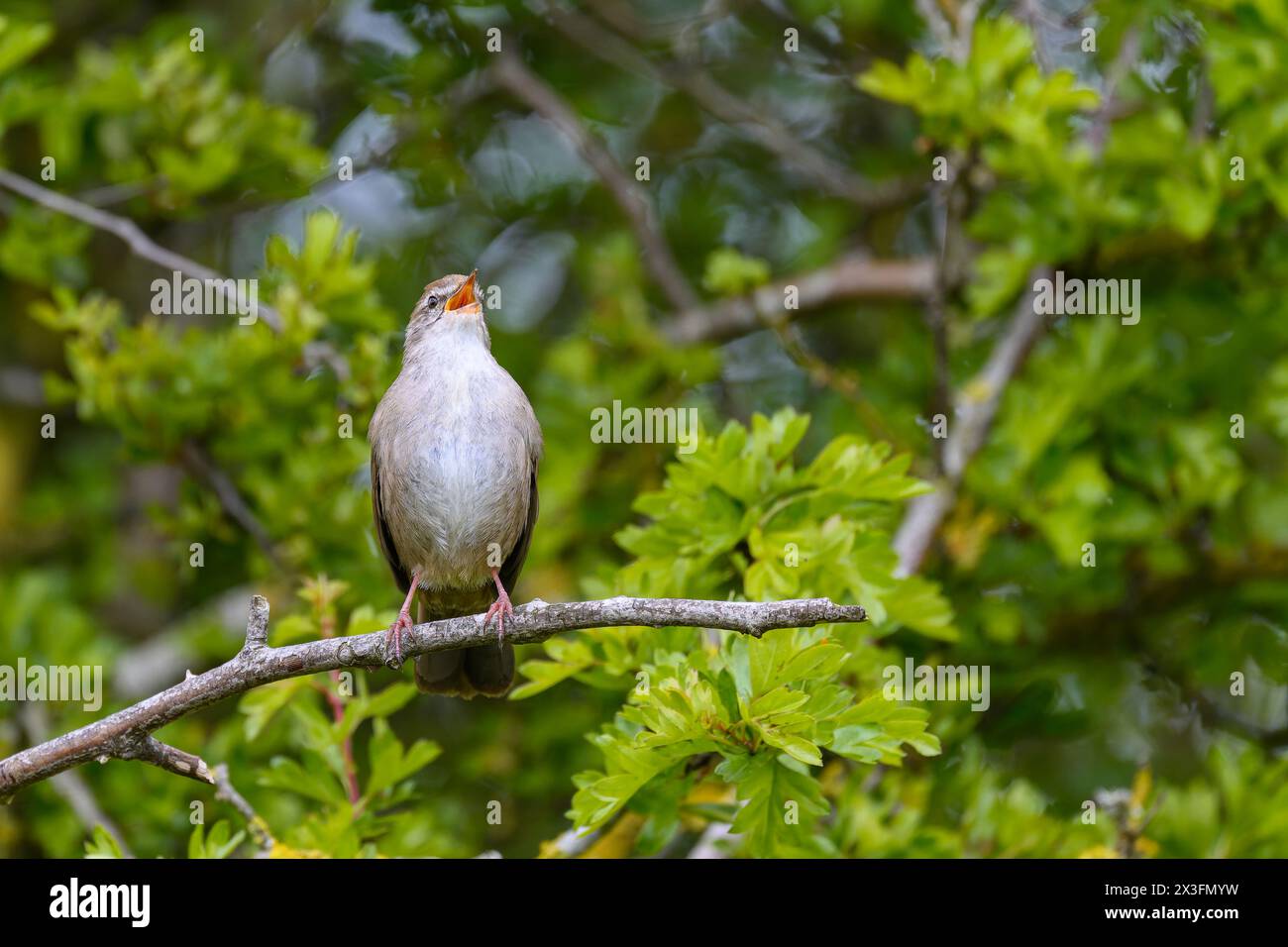 Cetti's warbler singing hi-res stock photography and images - Alamy