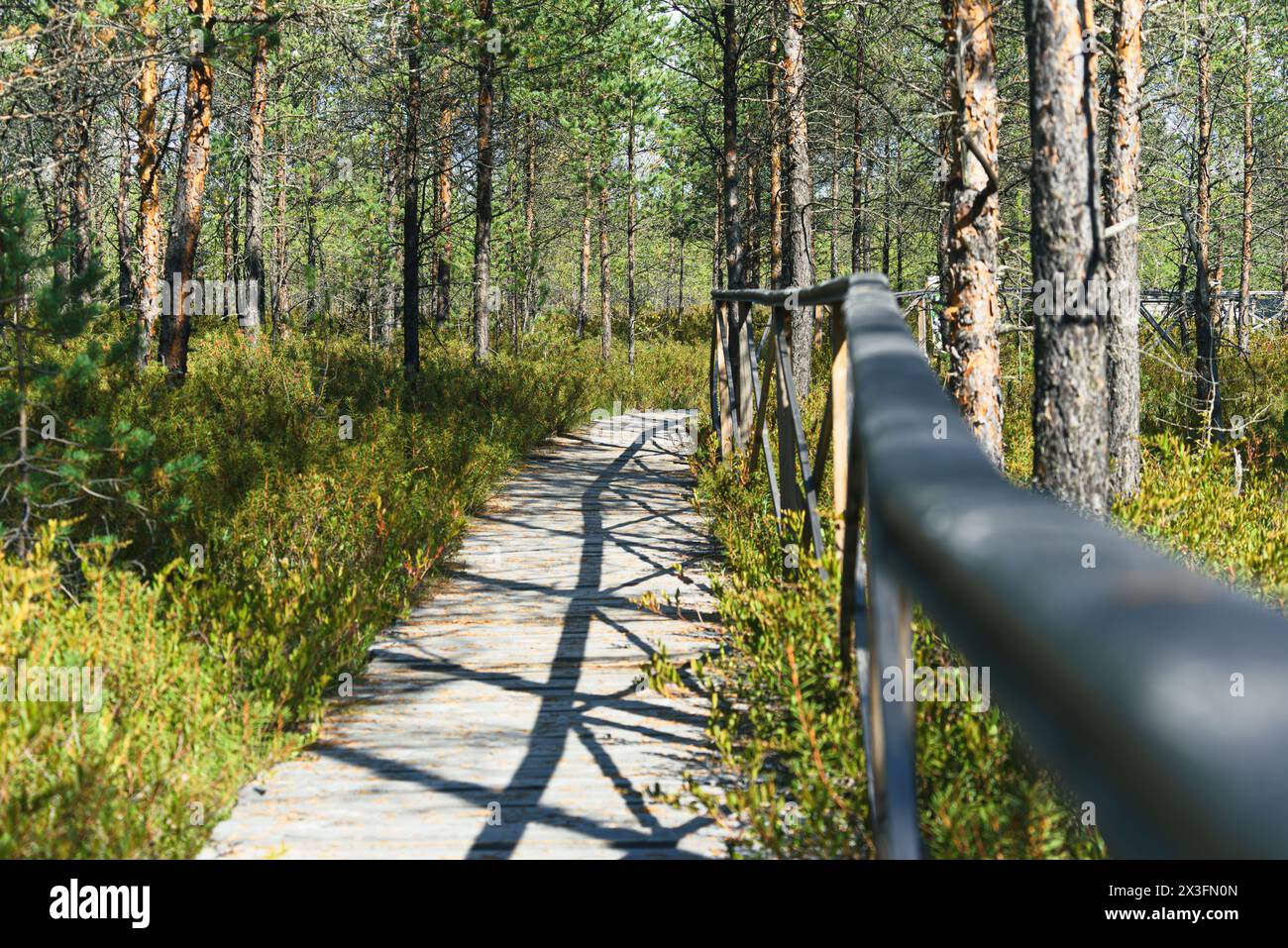 Boardwalk trail path through swamp for eco-tourists. Coniferous forest ...