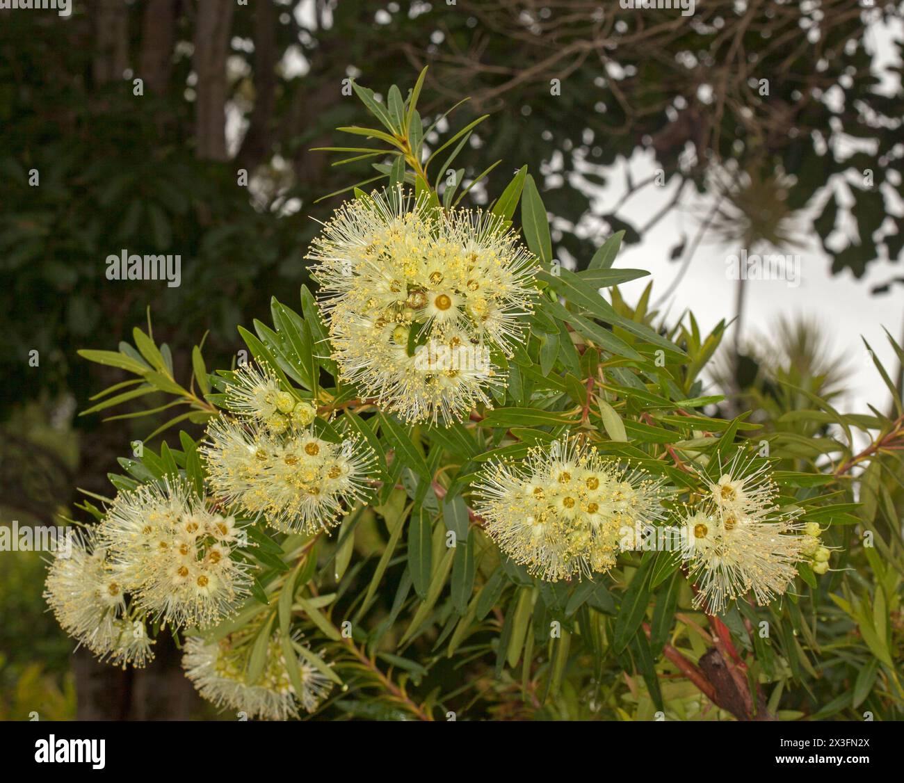 Clusters of creamy yellow flowers of Xanthostemon verticilliatus ...