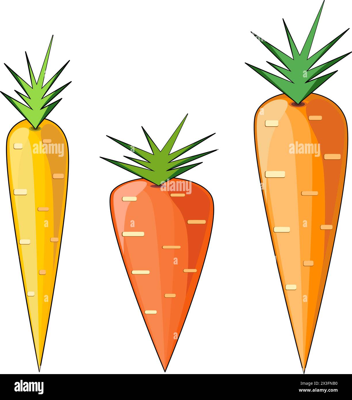Carrots different types of vegetables vector illustration Stock Vector ...