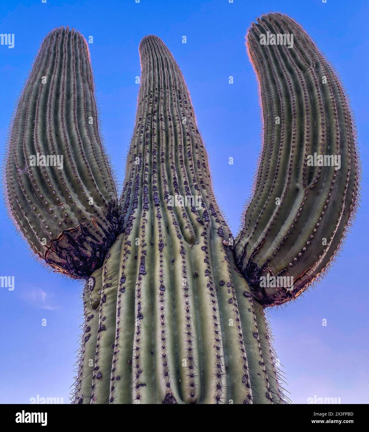 Vector national park icon hi-res stock photography and images - Alamy