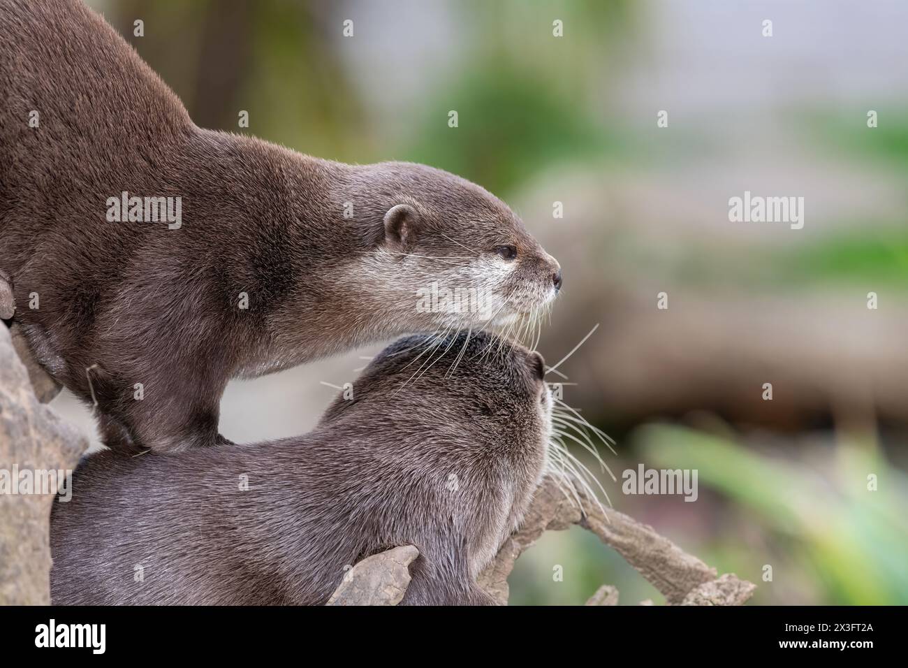 Oriental short clawed otters cuddling hi-res stock photography and ...