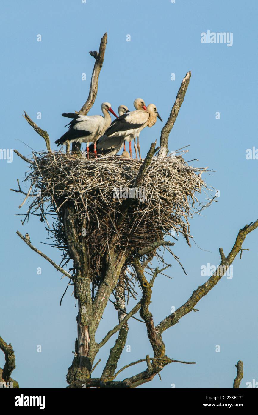 White storks family nesting on a dead tree in La Dombes region in ...