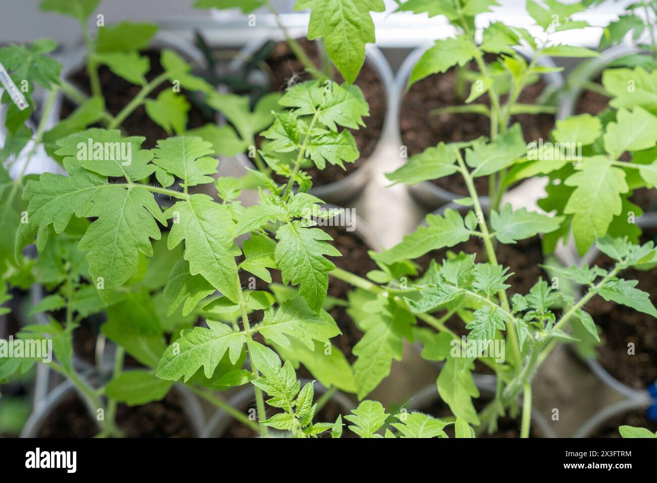 Growth of tomato seedlings in plastic glasses on a windowsill. Witness ...