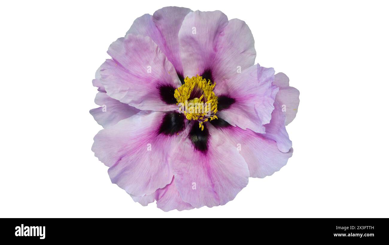 Peony (Paeonia suffruticosa) pink with dark red strokes in the center ...