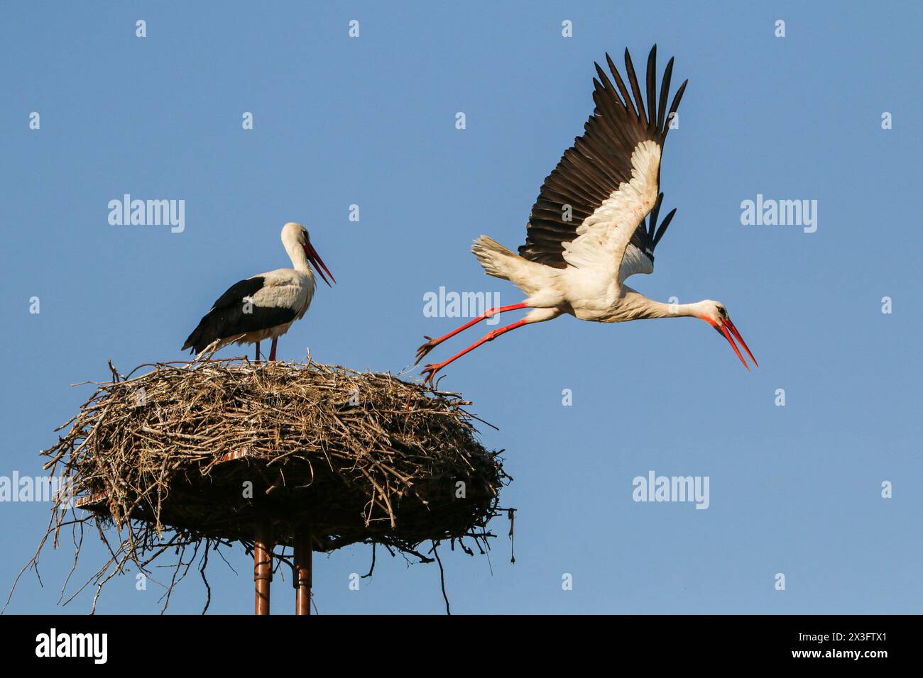 Couple of white storks nesting in a village in Hungary Stock Photo - Alamy