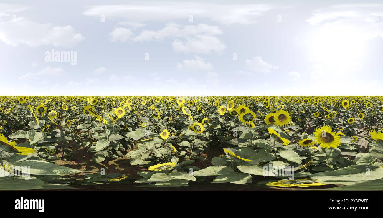 Vibrant field of sunflowers under blue sky 360 panorama vr environment ...
